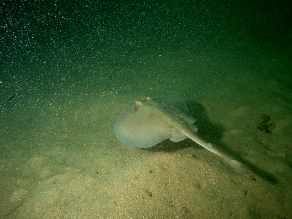 AQUATICHYK: COMMON STINGAREE / Trygnoptera testacea