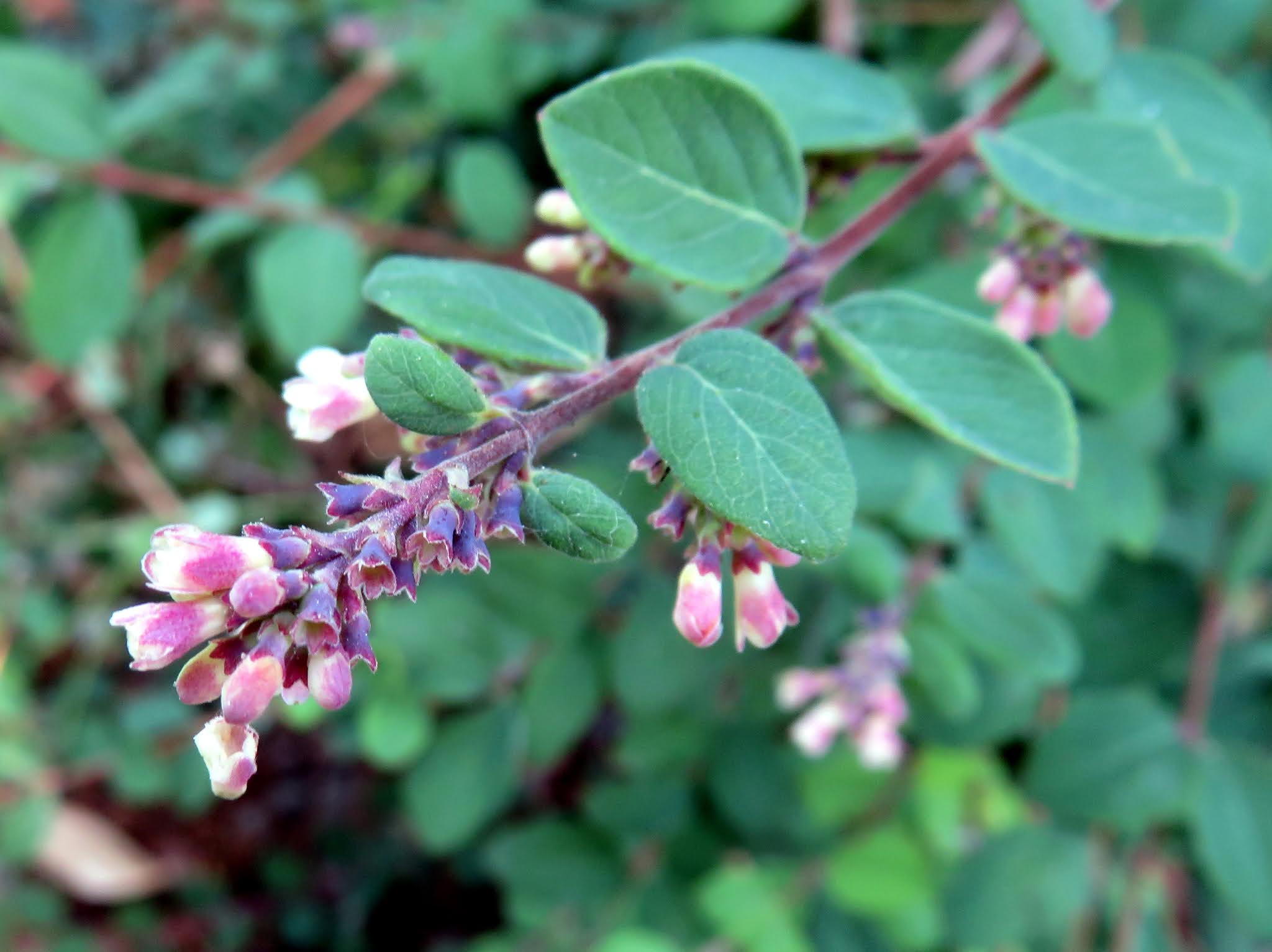 Cittaslow Botanik Park: İNCİ ÇALISI ÇİÇEĞİ ( Symphoricarpos )