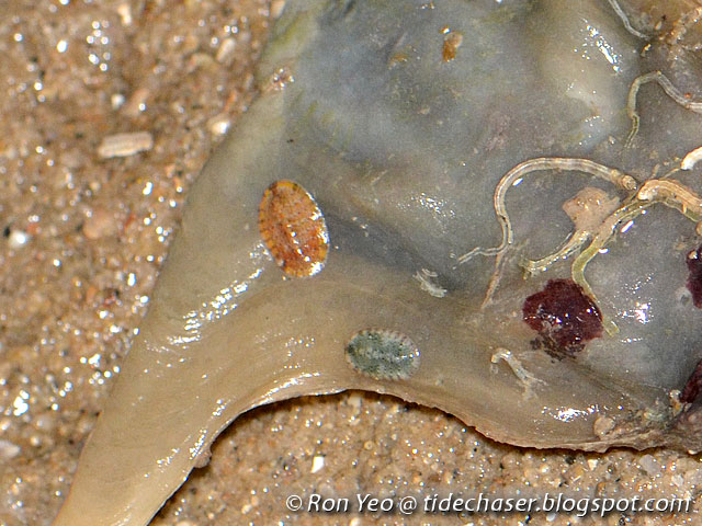 tHE tiDE cHAsER: Chitons (Phylum Mollusca: Class Polyplacophora) of ...