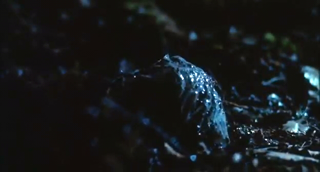 Alien Explorations: Xtro : An alien lifecycle