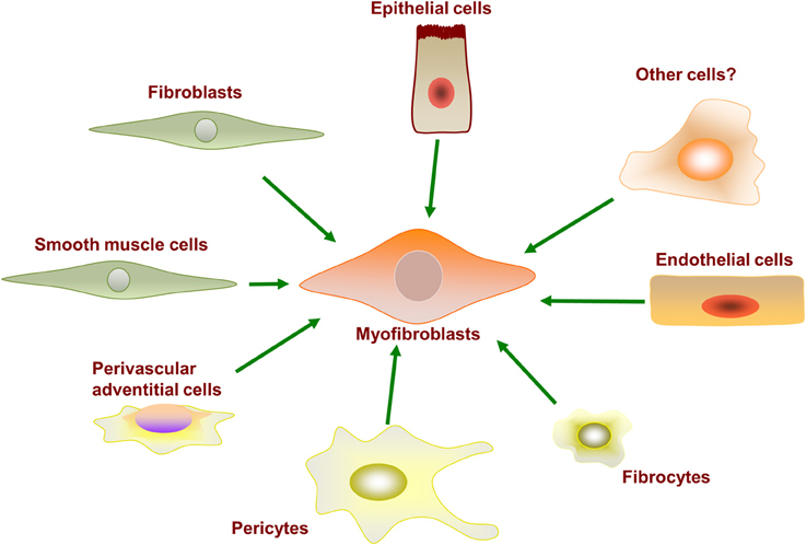 Fibroblasto: Fibroblasto