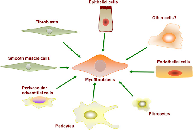 Fibroblasto: Fibroblasto
