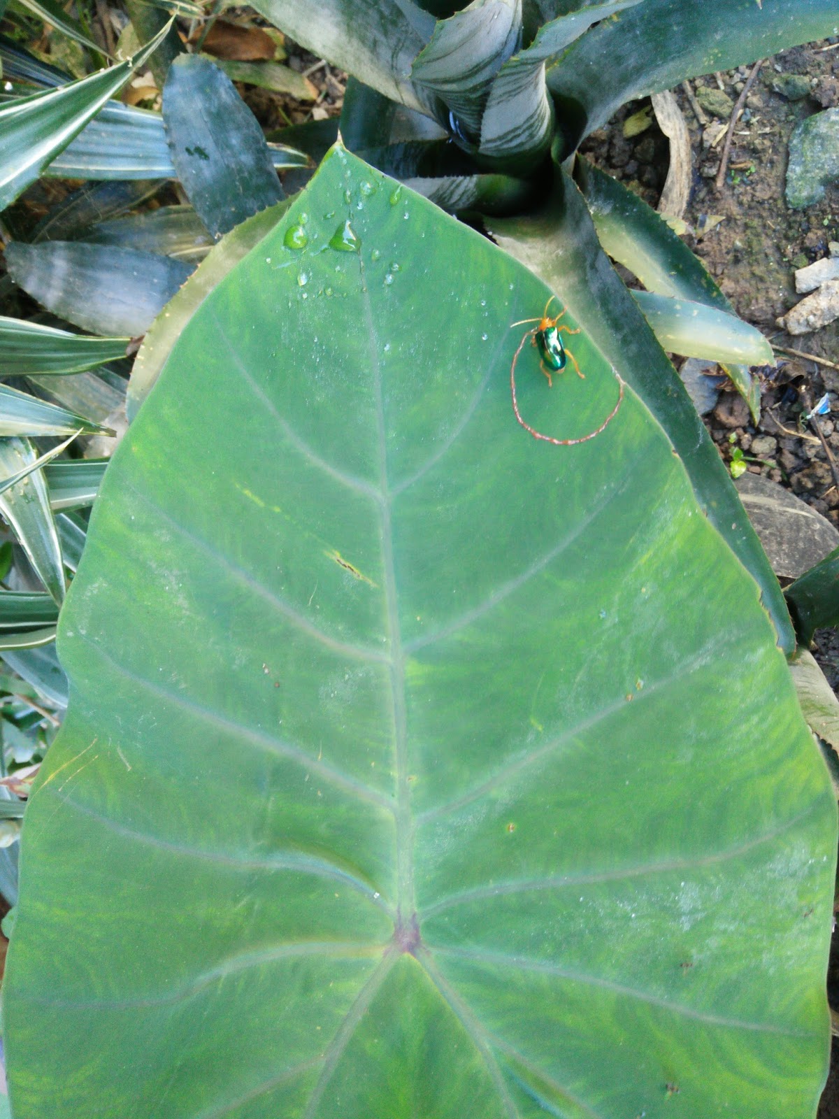 Brain Link: What’s Causing Those Circular Holes on Your Taro Plants?