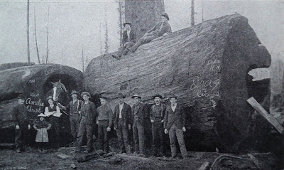 The Things I Enjoy: Redwood logging in California in the early 20th century