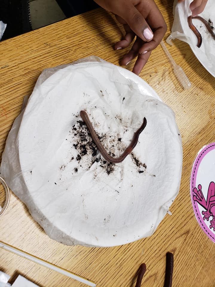 Growing a STEM Classroom: 2019