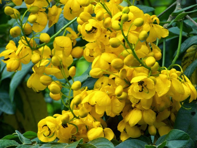 Palmas, arbustos y arboles nativos campus UN: noviembre 2014