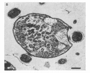 חיידקים, נגיפים, ושאר "ירקות" - בלוג של ביולוג - ד"ר דרור בר-ניר ...