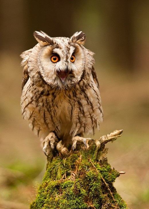 Modern Wallpaper World: Most Beautiful Scary Owls Photos