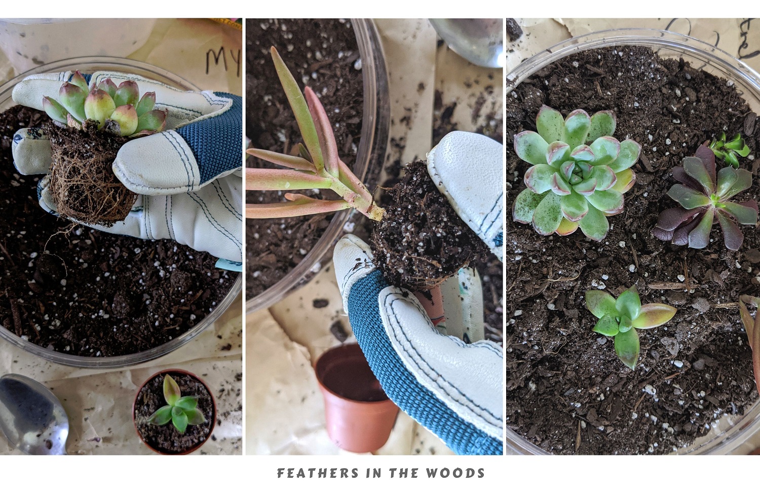 How to plant an indoor succulent garden - Feathers in the woods