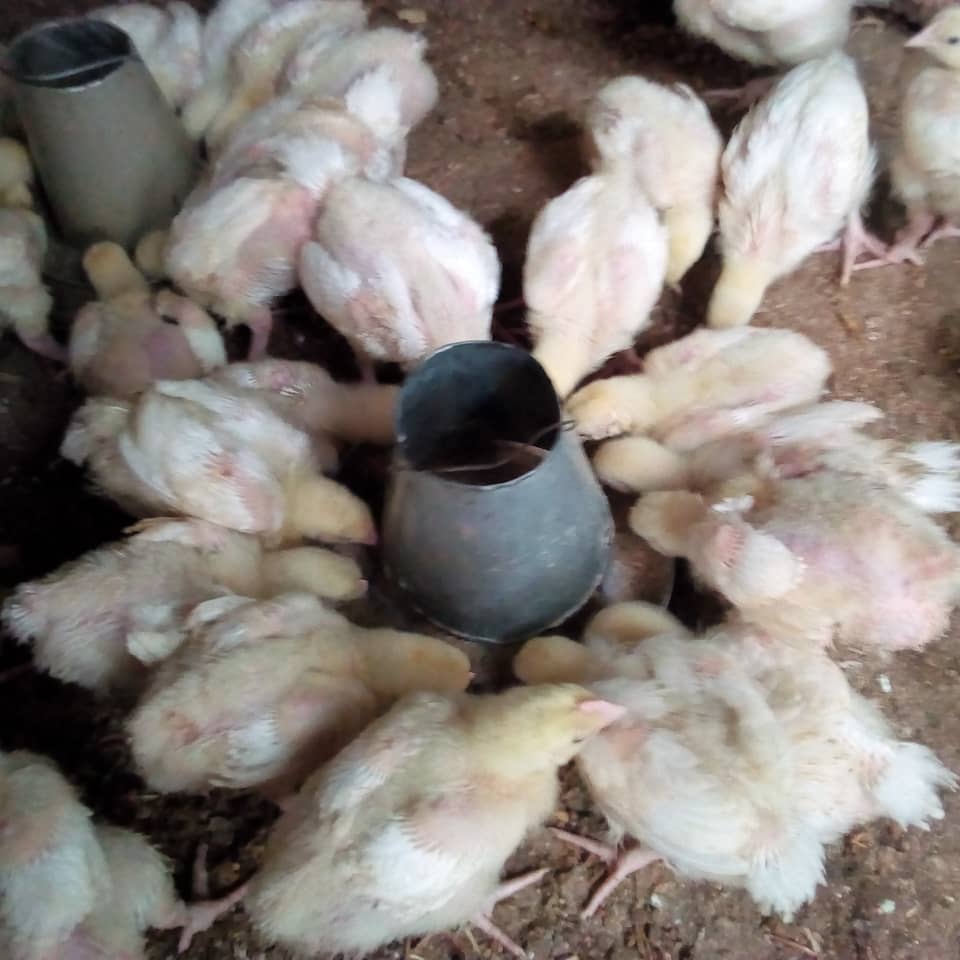 POULTRY HEALTH MANAGEMENT