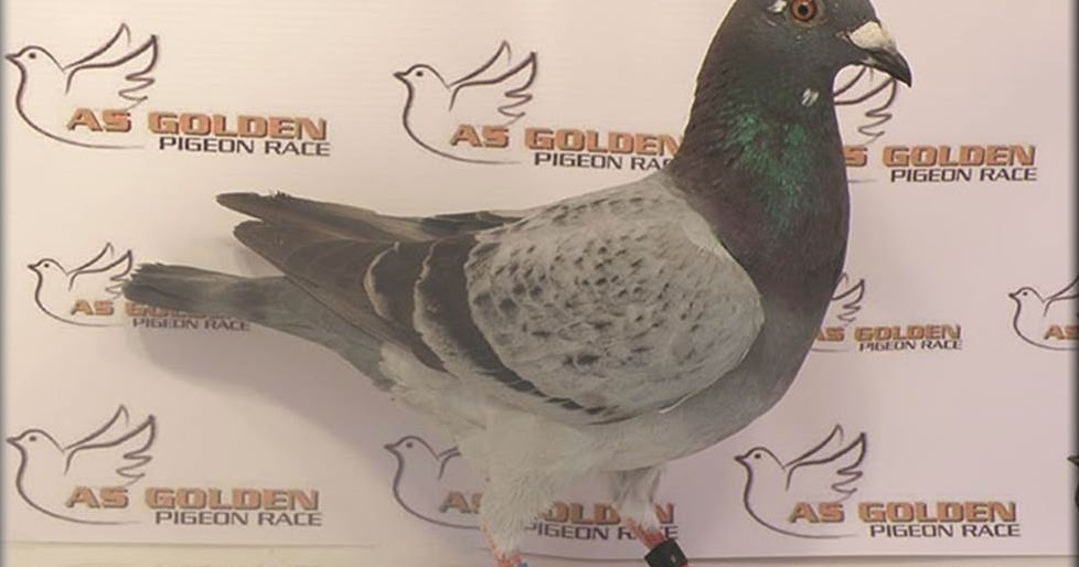 Pigeon Fever: OLR Finales