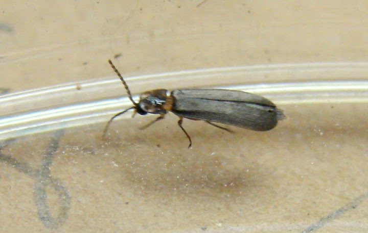 Blue Ghost Fireflies