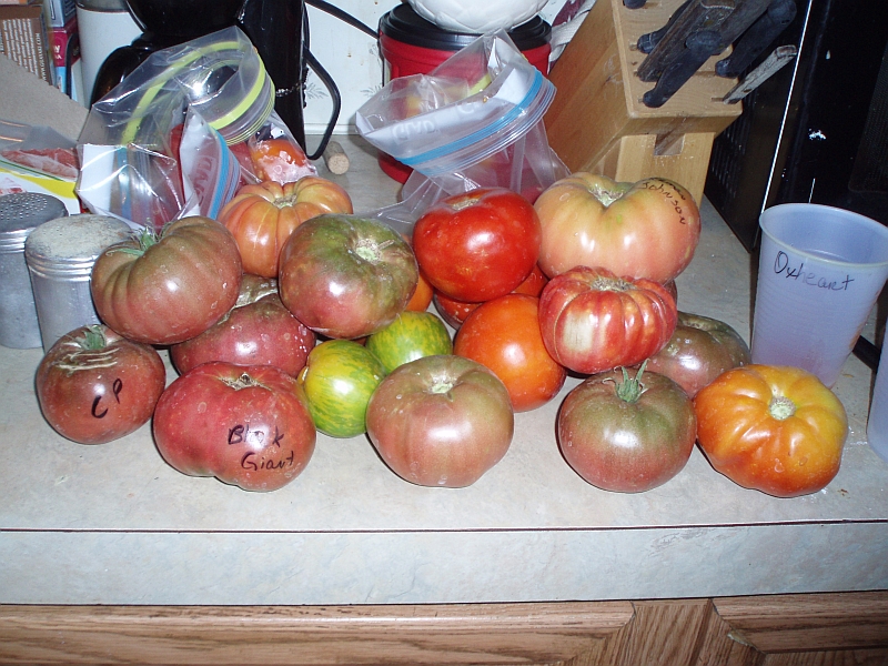 The Redneck Hippie: Tomato Taste-Off, Part One