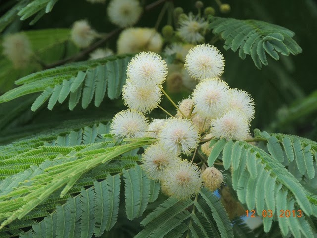 MyBonsai - ANGICO AMARELO - CANAFÍSTULA – PELTOPHORUM DU