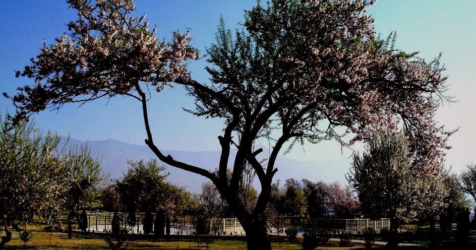 CHINAR SHADE : MY KASHMIRI POEM " ME CHHU PRAARUN OR I HAVE TO WAIT ...