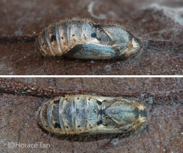 Butterflies of Singapore: Life History of the Common Hedge Blue