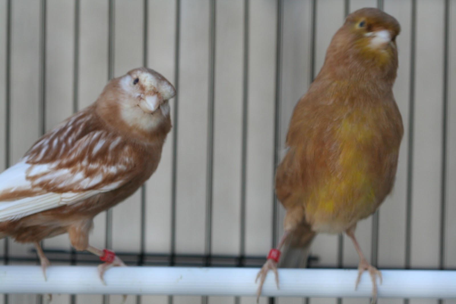 Silva's Birds: Color Canaries 1