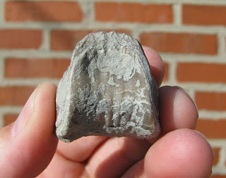 Views of the Mahantango: Stegerhynchus stricklandi brachiopod from the ...