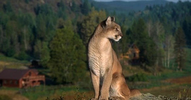 Abe's Animals: Extinct wild cats of the 21st century