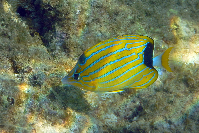 From Beaches to Peaches!