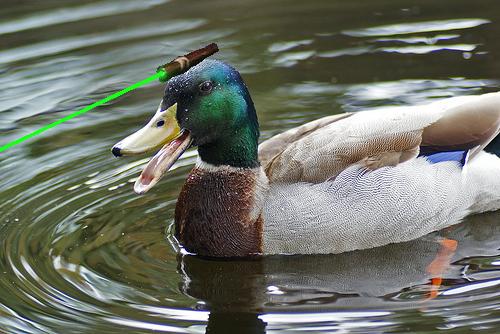 What... Exactly... am I Stimulating?: Lasers are like Ducks.
