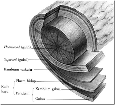 Pengertian Jaringan Gabus | Pengertian ILMU