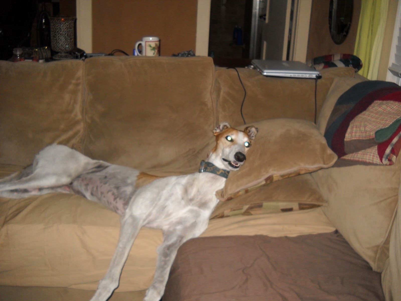 Northern Lights Greyhound Adoption Dog Blog: NLGA Photo Roundup ...