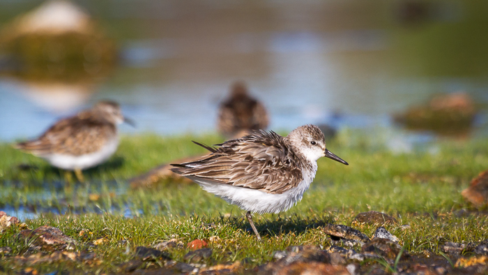 Whimbrel Nature: The Secret Lives Of Peeps