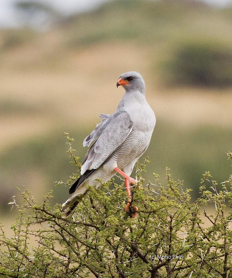 Mahikeng Birding Blog: Southern Pale Chanting Goshawk at Disaneng Dam