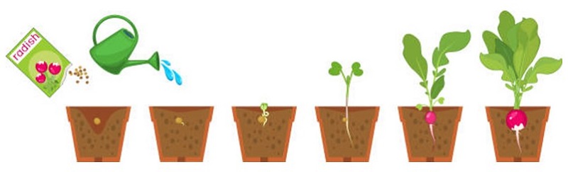 Kelly's Classroom Online: How to Grow Radishes from Scraps