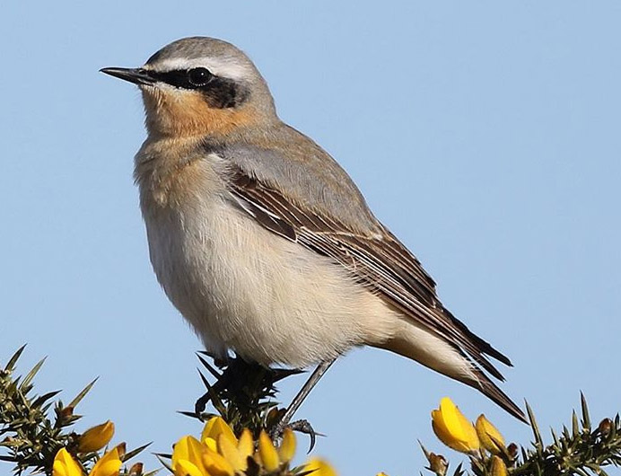 Greenham Birding: Greenham Common Birds