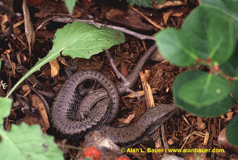 Alan Bauer Photography & Nature Blog: Northern Alligator Lizard: We ...