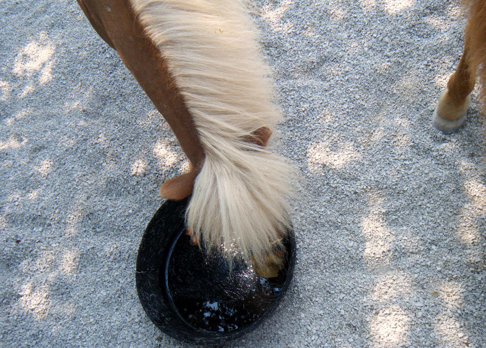 Zoo Animal Enrichment: Domestic Hoofstock Enrichment