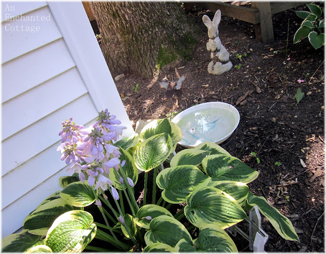 An Enchanted Cottage: Hosta, Sweet Hosta....