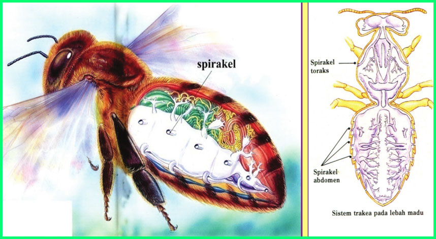 Kunci Jawaban Buku Siswa Kelas 5 Tema 2 Subtema 1 Halaman 1, 3, 11 ...