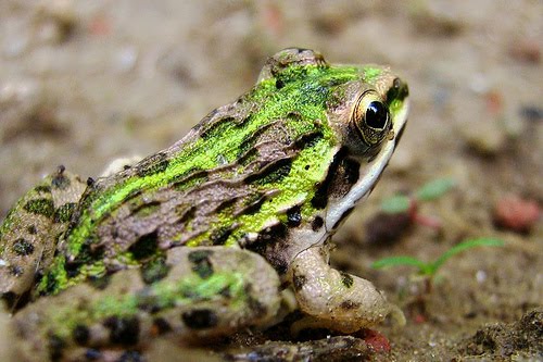 Biology of Animals: Rana sp. (frog)