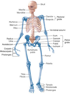Bioarchaeology: A Body of Knowledge