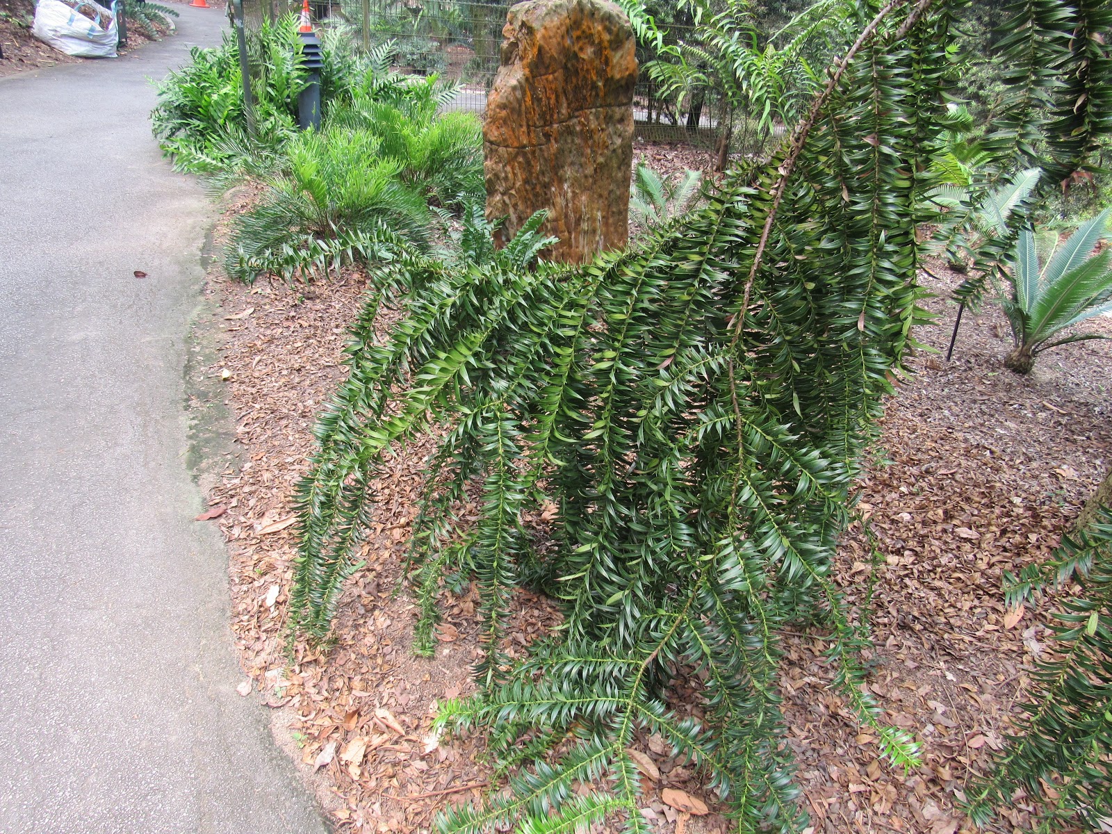 Plants found in Singapore: Araucaria hunsteinii