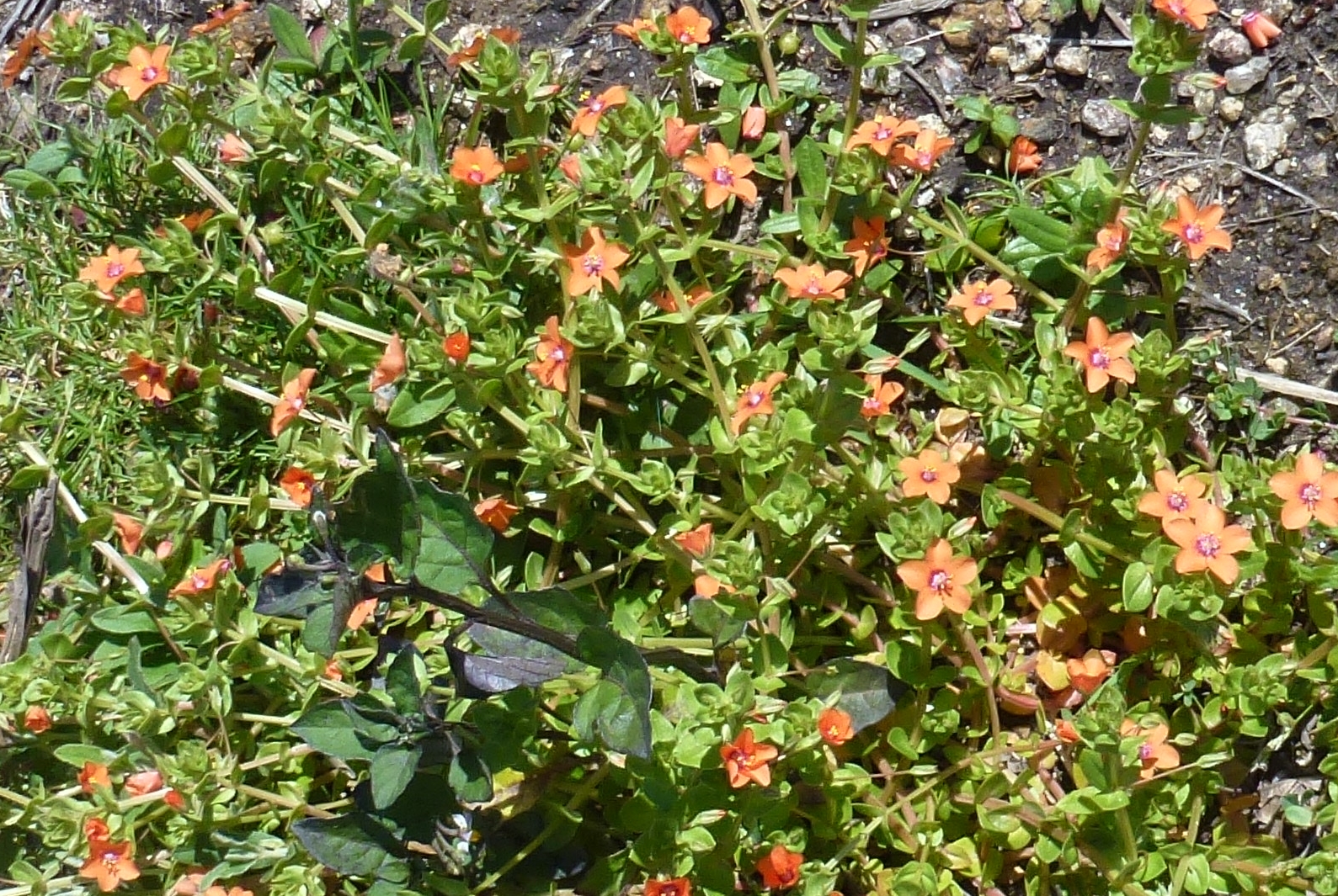 FLORES E BICHOS ESTEIRÁNS: PIMPINELA ESCARLATA
