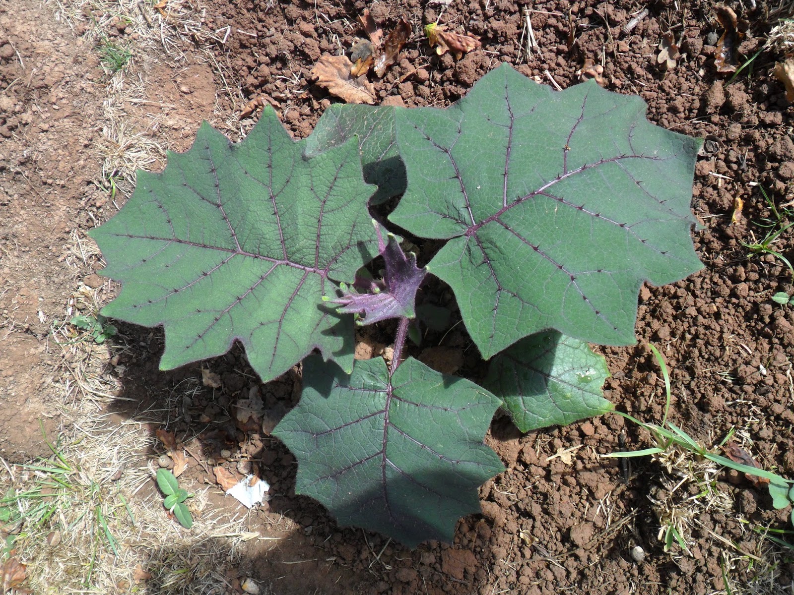 MAICES DEL NANSA: EL LULO, OTRO FRUTO ANDINO