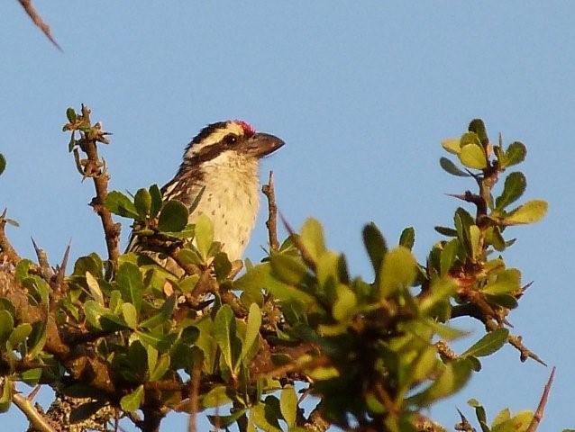 Vist to Simanjiro land easement - Tanzania - Safaritalk