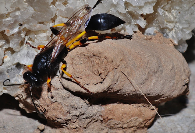 Biodiversity of Cyprus by NGO Protection of the Natural Heritage and ...