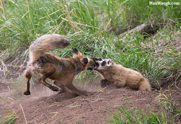 Terrierman's Daily Dose: Fox Versus Badger, Battle Royale