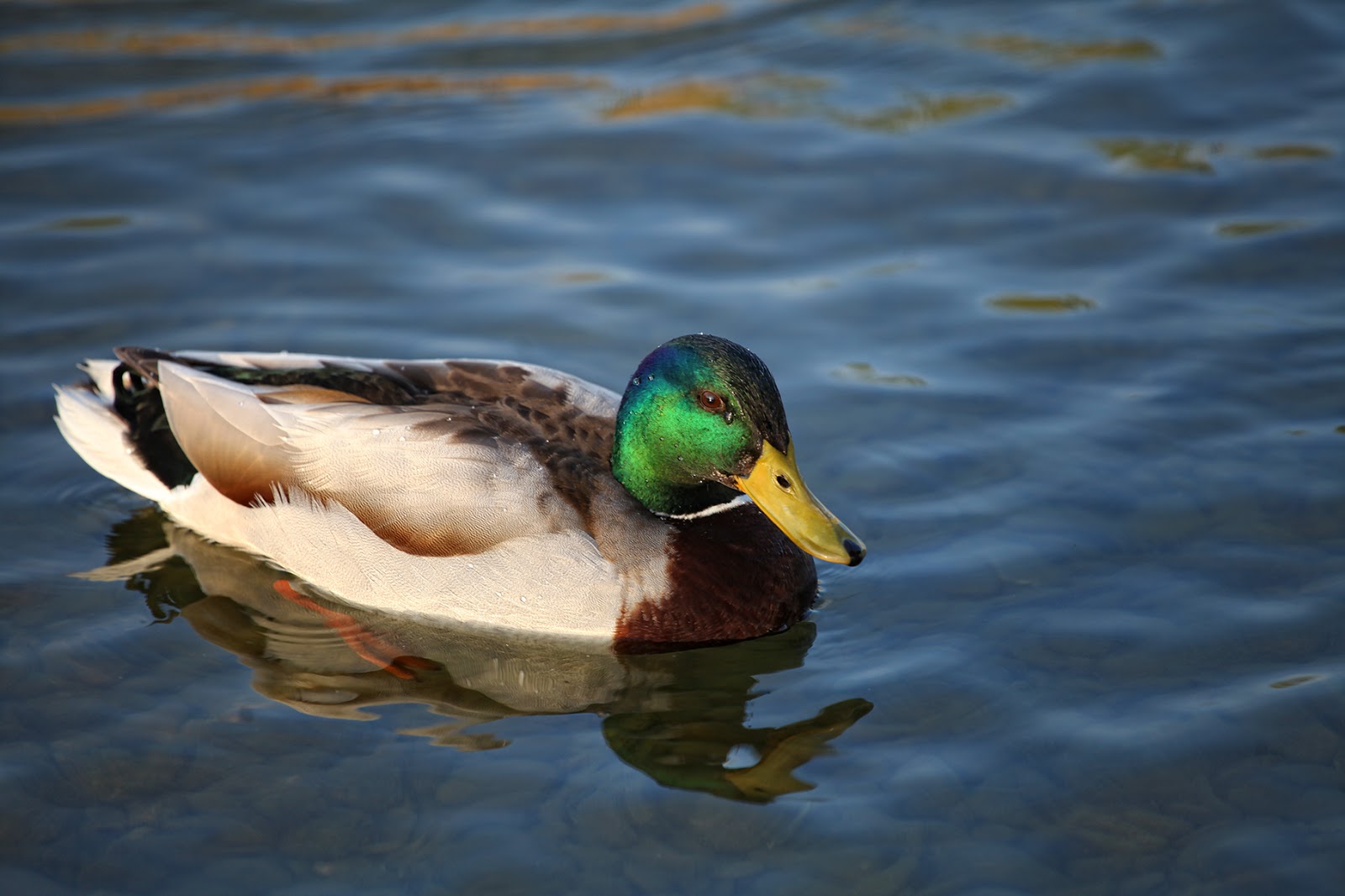 MIS VIAJES:DESDE ZARAGOZA A LA LUNA: PATO