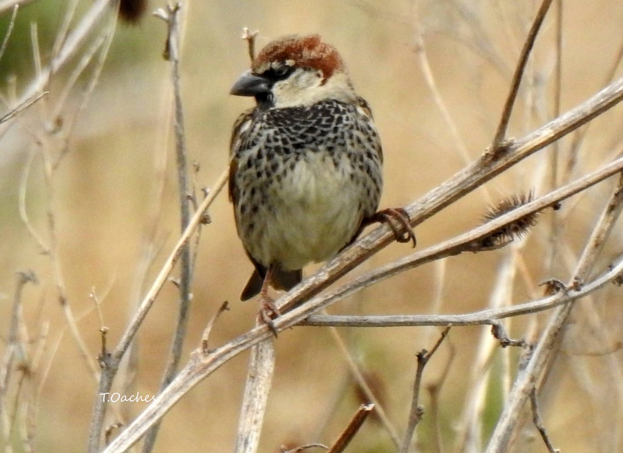 PASARI DIN ROMANIA: VRABIE NEGRICIOASA, Passer hispaniolensis