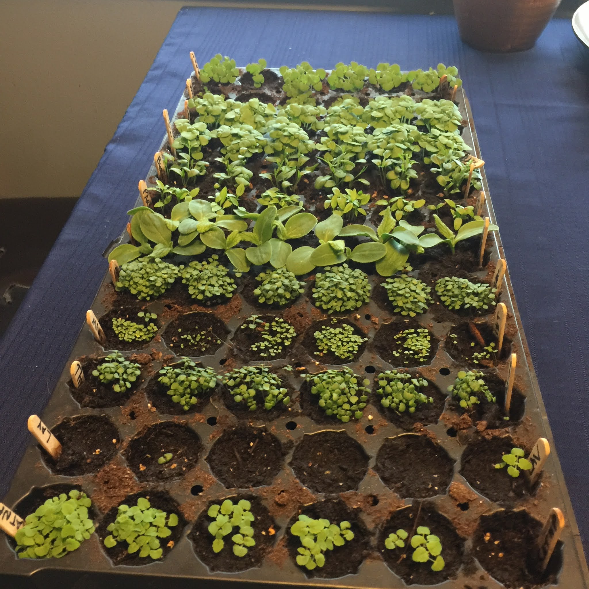 The Homestead Village: Affordable Seed Starting Setup