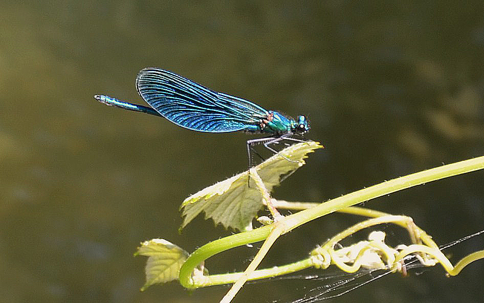 Nube-Agua: ¡Libélulas azules!