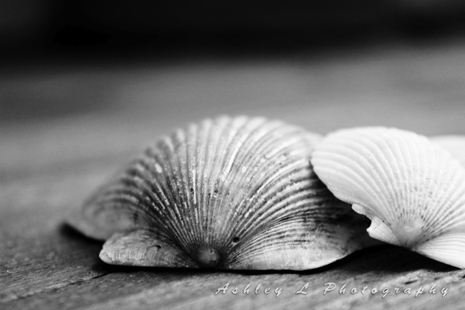 Ashley L Photography: Sea Shells