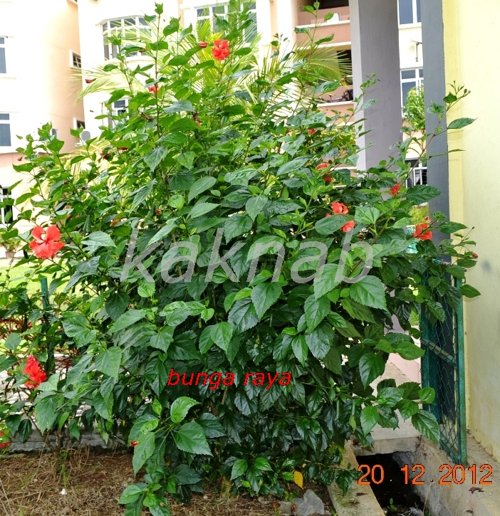 pokok herba,bunga, ulaman dan segala jenis tumbuhan: BUNGA RAYA