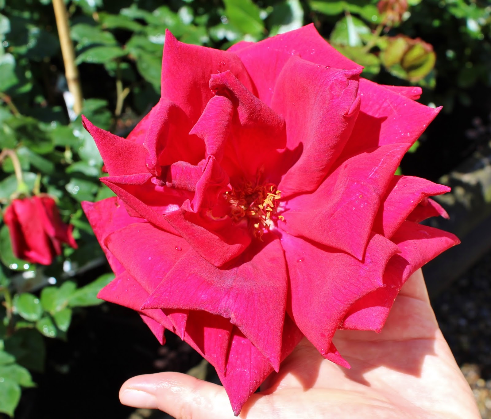 Present Perfect Creations: Peter Beales: classic English roses